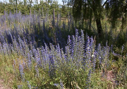 Miel de Hierba Azul, cruda y sin filtrar – Miel y Polen